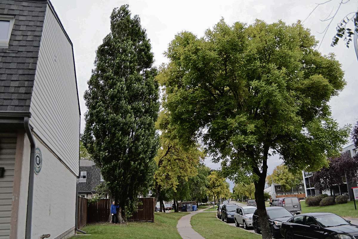 Lombardy poplar tree lords it on Donwood Drive – Our Communities