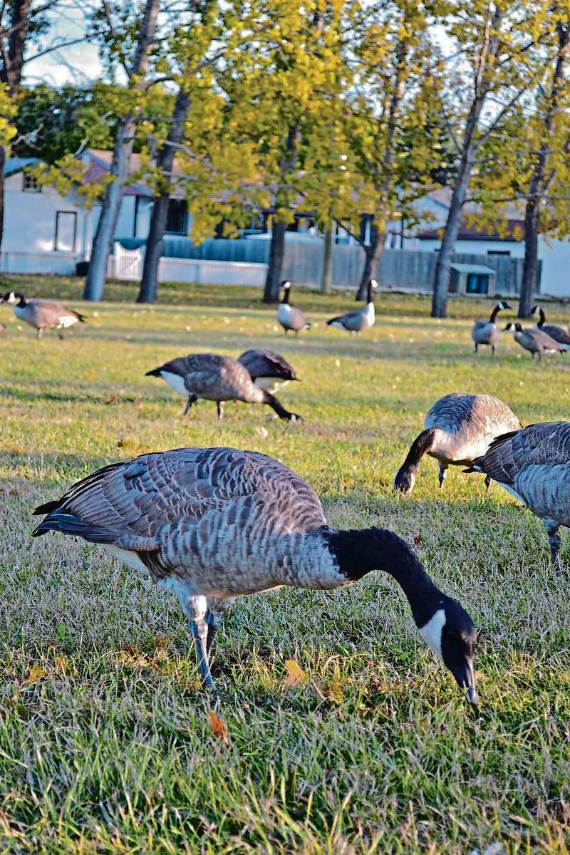 The great journeys of Canada geese – Our Communities