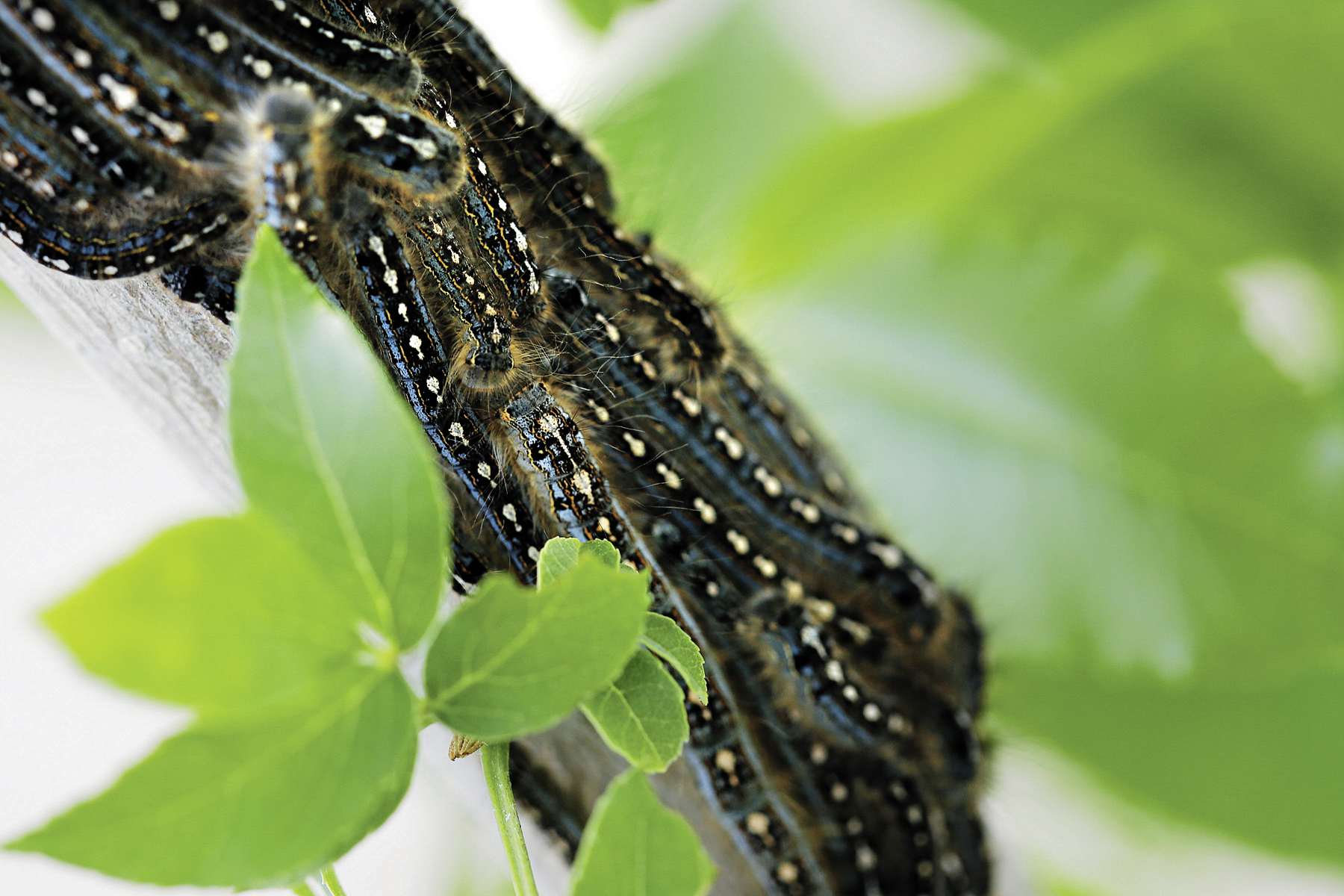 Worm warfare in the North End – Our Communities