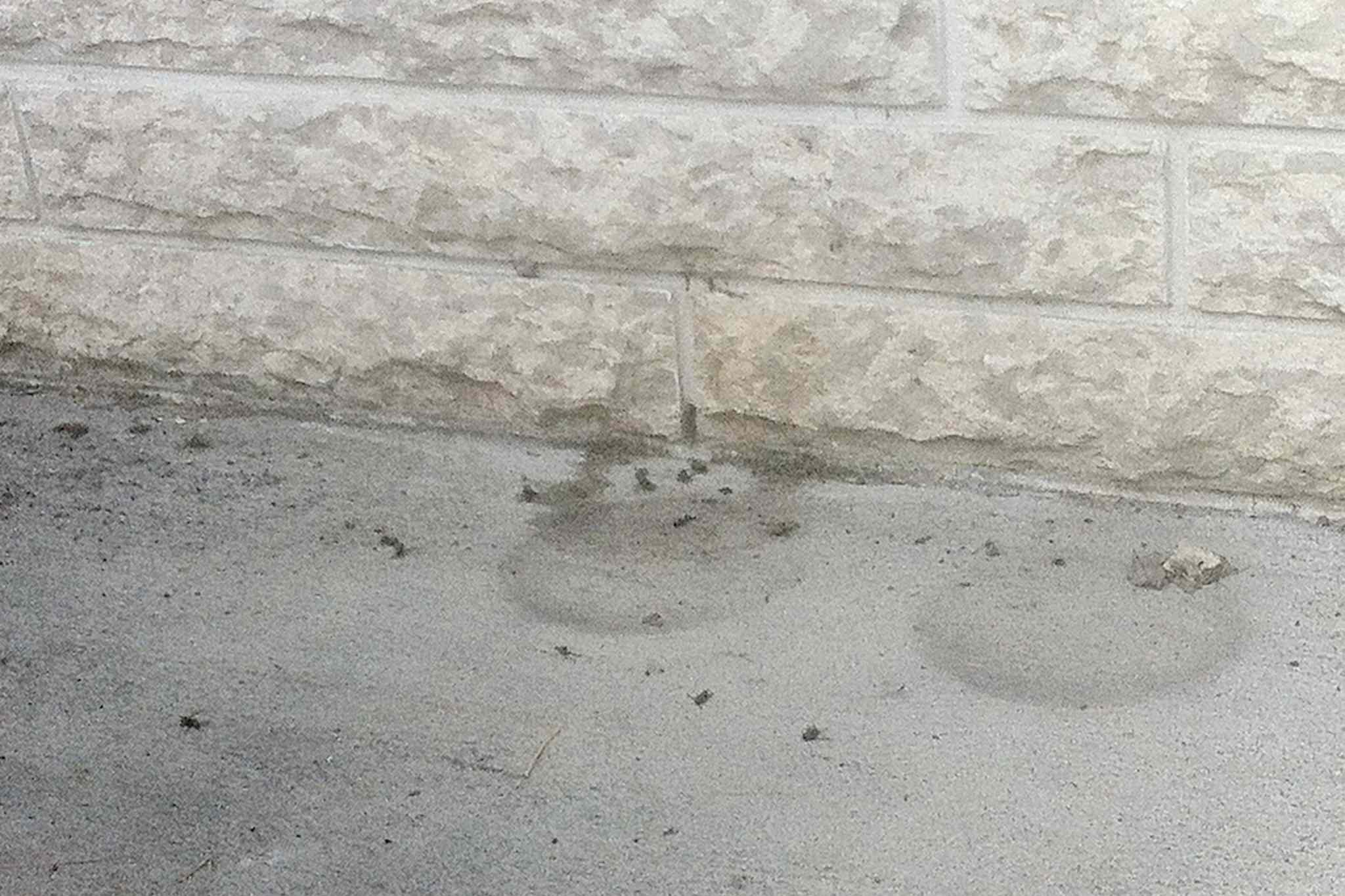 Insect dust stings hidden wasp nest – Our Communities