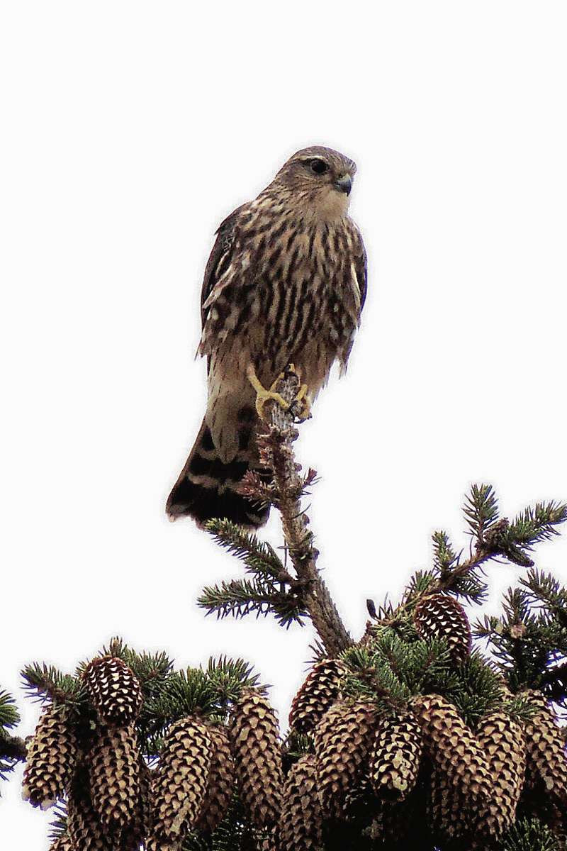 Local merlins a sight to see – Our Communities