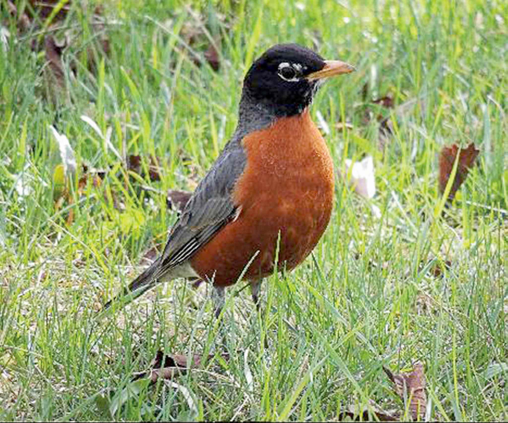 Wondering where the robins are – Our Communities