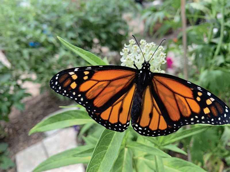 Raising monarch butterflies the Manitoba way – Our Communities