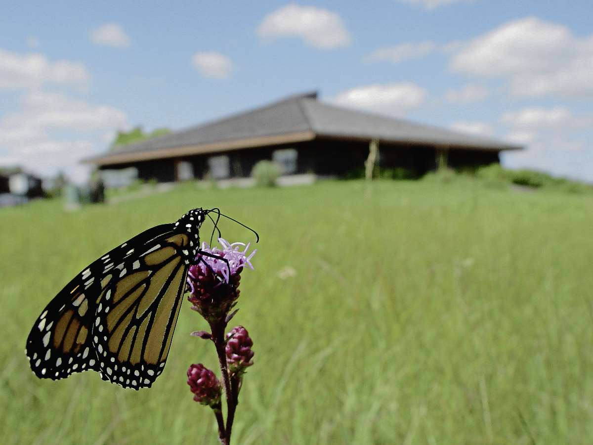 Create a prairie landscape in your own back yard – Our Communities