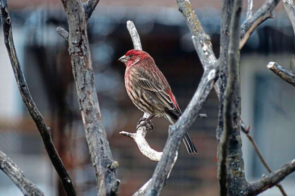 The importance of standing dead trees – Our Communities