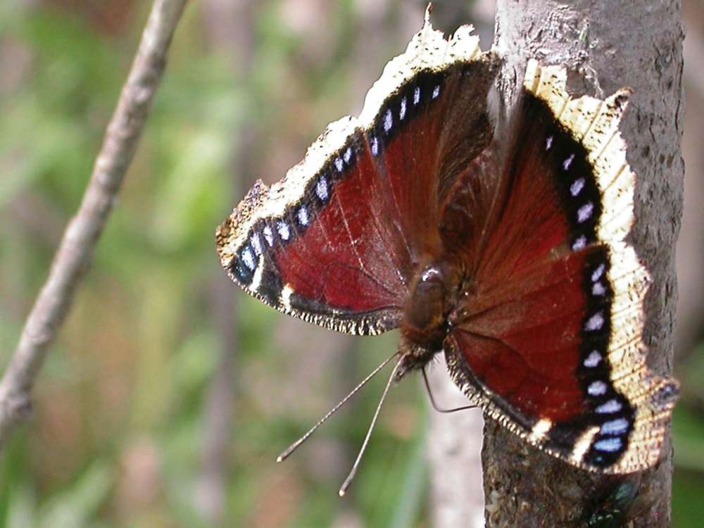 Where are the butterflies? – Our Communities