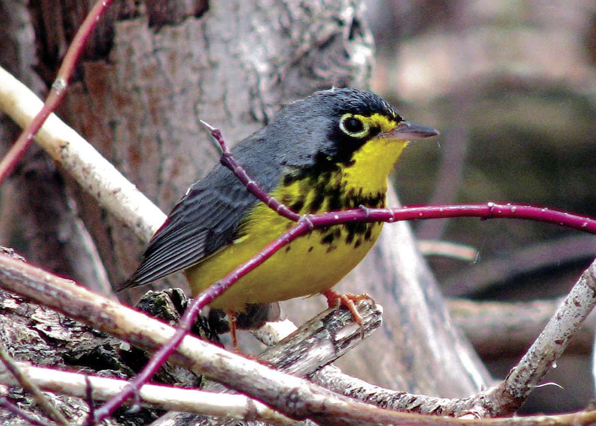 Things I learned from nature – and Rachel Carson – Our Communities