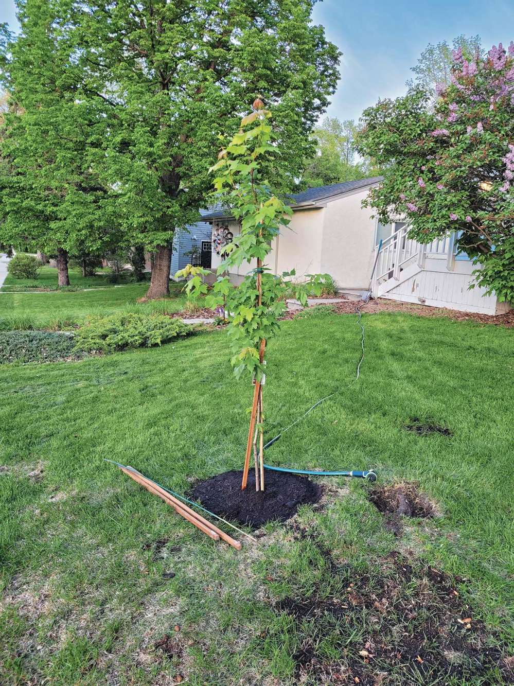 Picking and planting trees to beat the heat – Our Communities