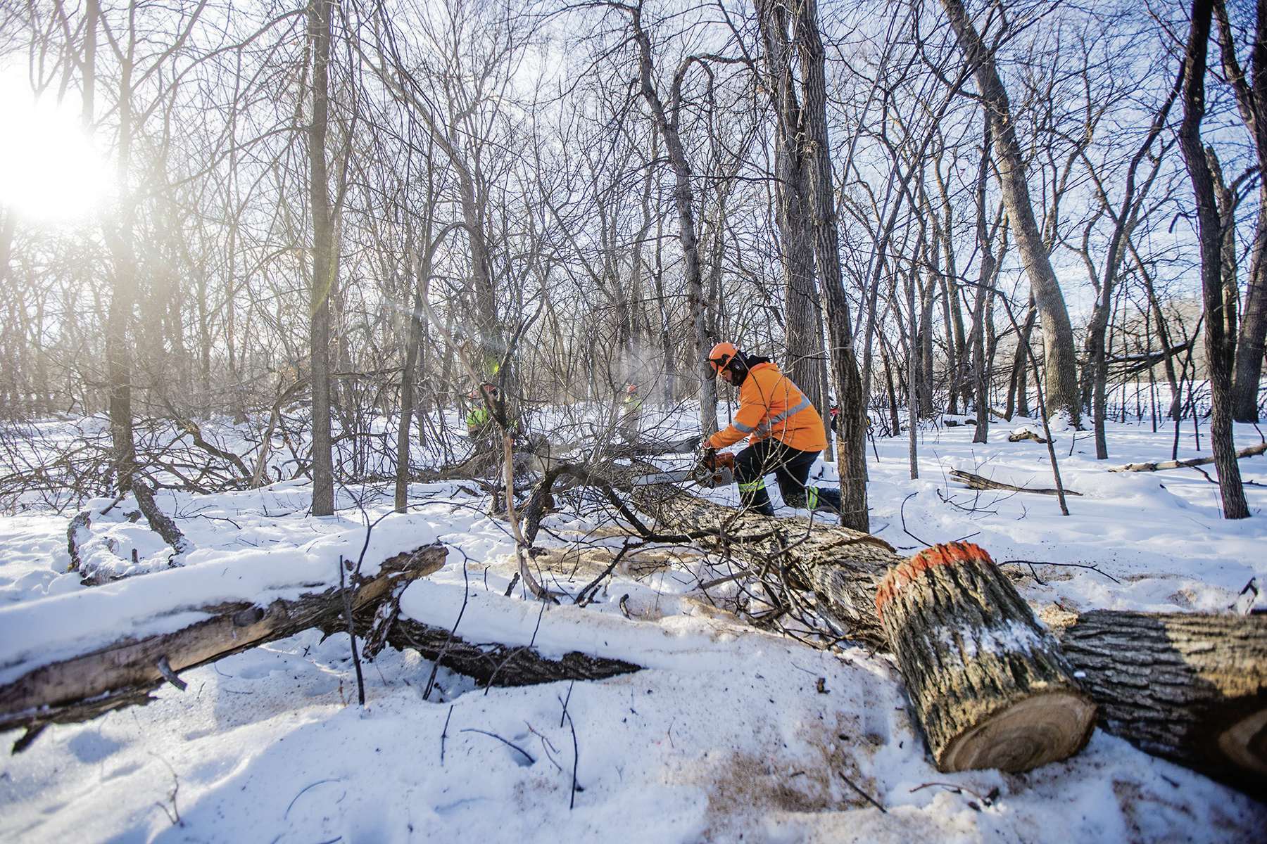 City removing dead trees from parks – Our Communities