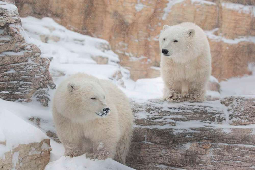 Polar Bear Run to support rescue team – Our Communities