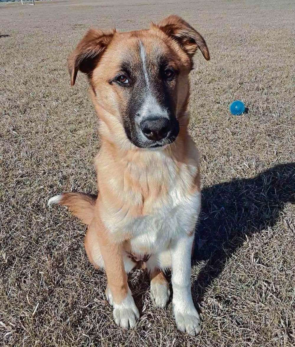 Manitoba Mutts rescues cats, too – Our Communities