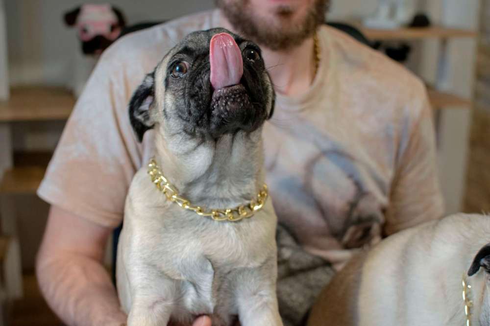 Pug lovers unite – Our Communities