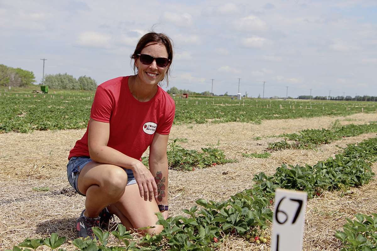 Farmers face strawberry shortage – Our Communities