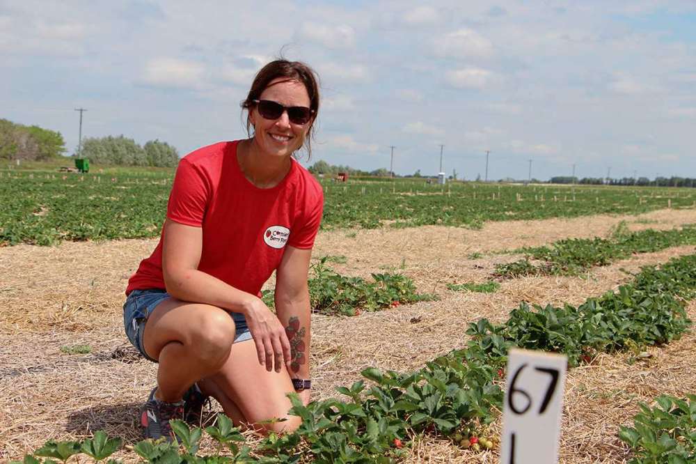 Farmers face strawberry shortage – Our Communities