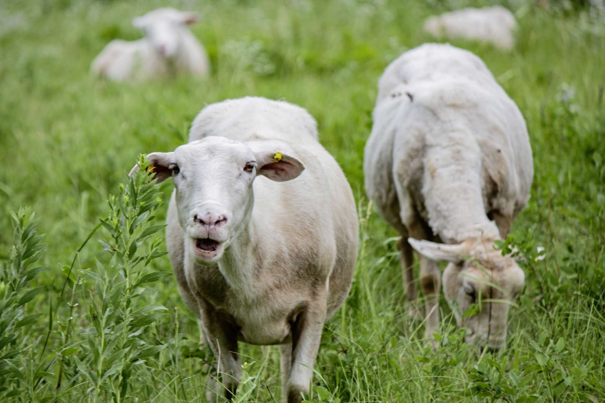 They’re baaaack – Our Communities