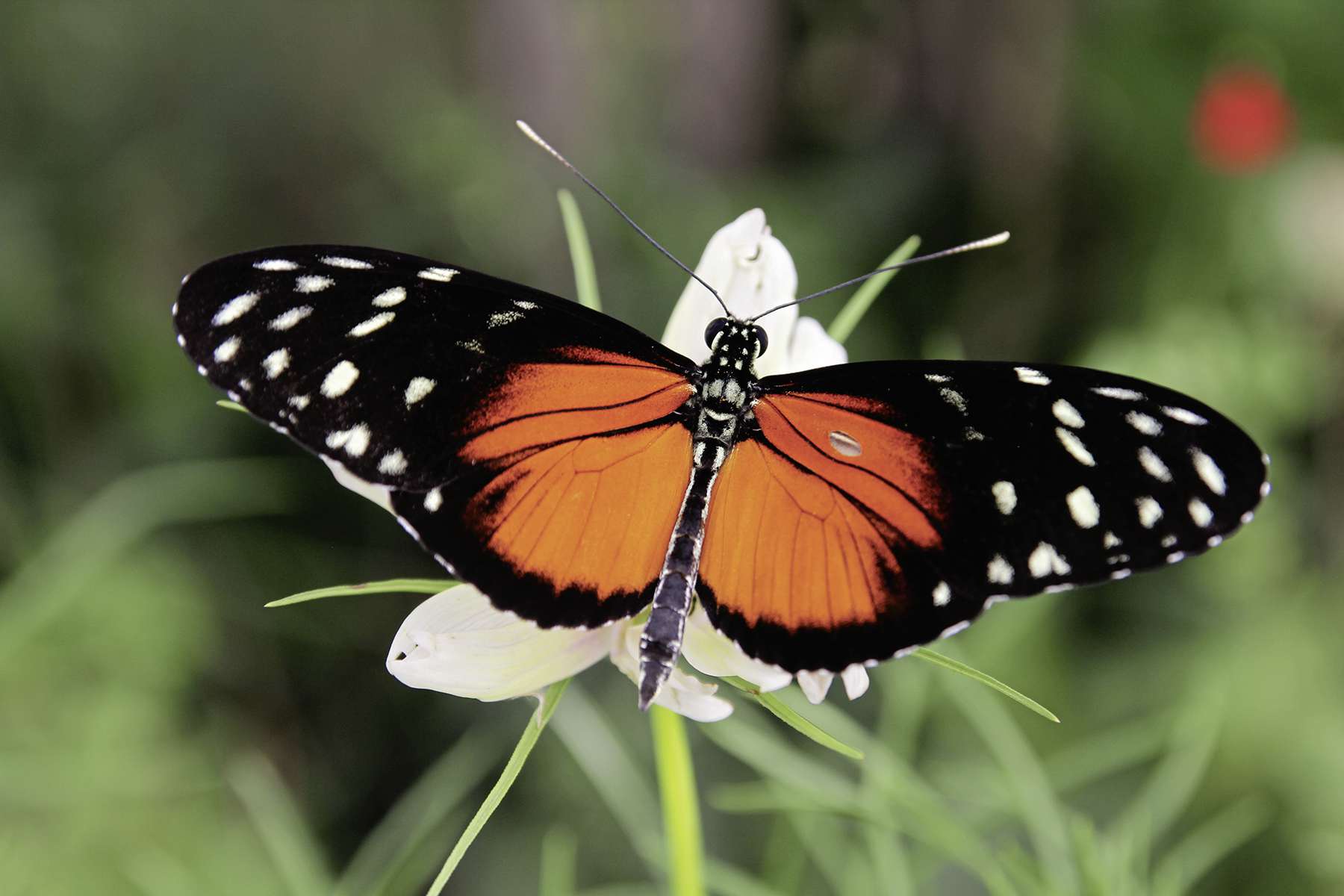 Butterflies abound at the zoo – Our Communities