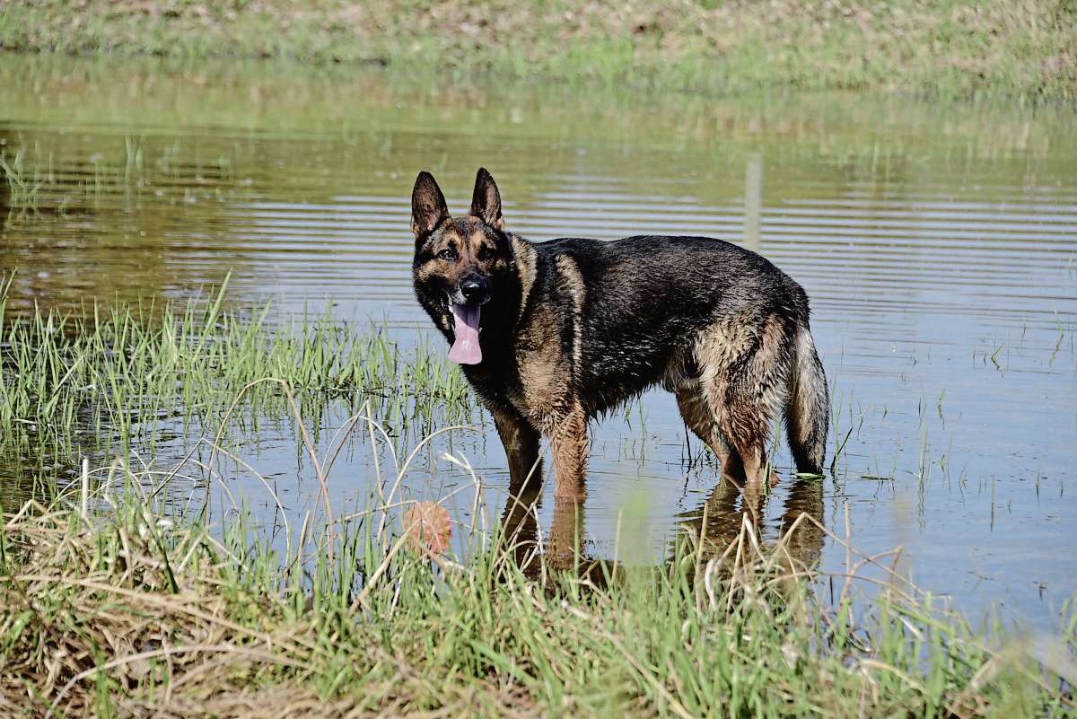 RCMP police dogs have big impact – Our Communities