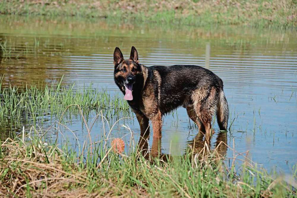 RCMP police dogs have big impact – Our Communities