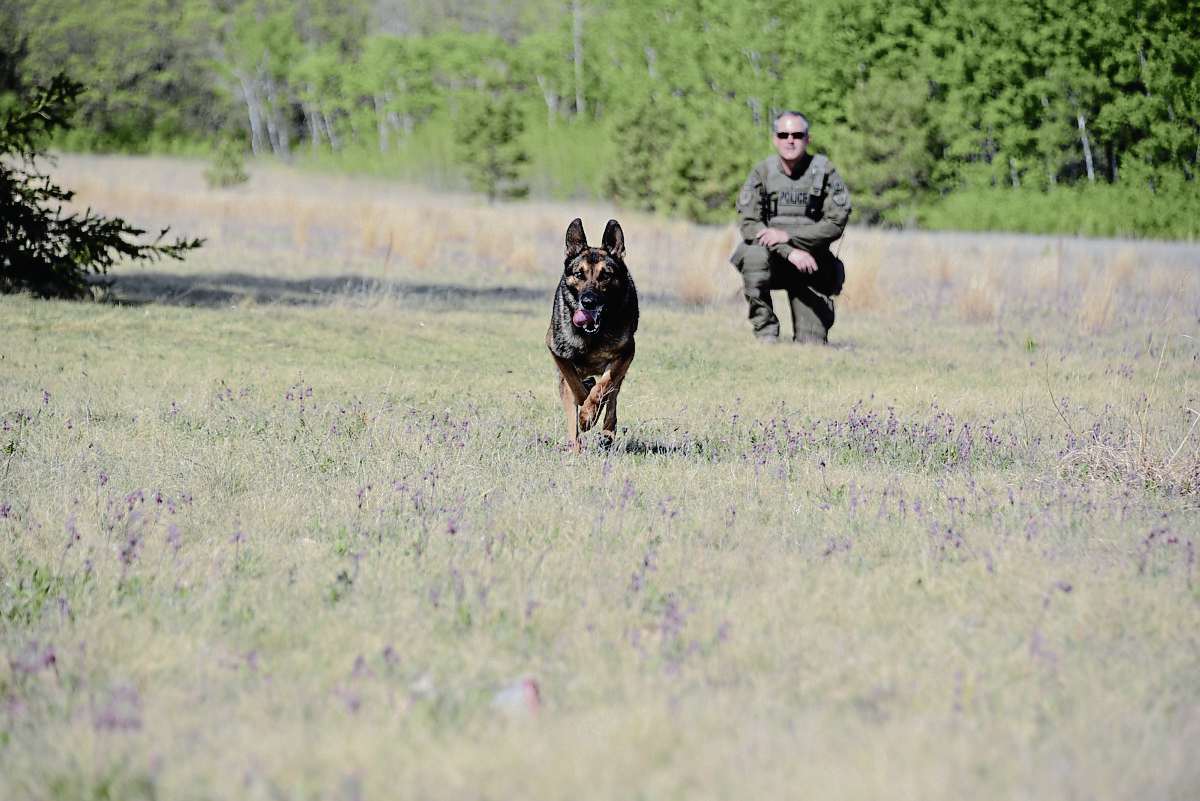 RCMP police dogs have big impact – Our Communities