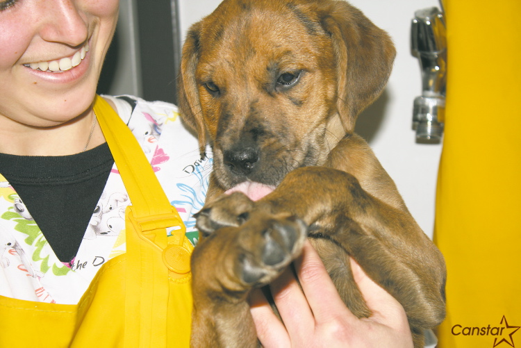 Visitors take a ‘paws’ for the season – Our Communities