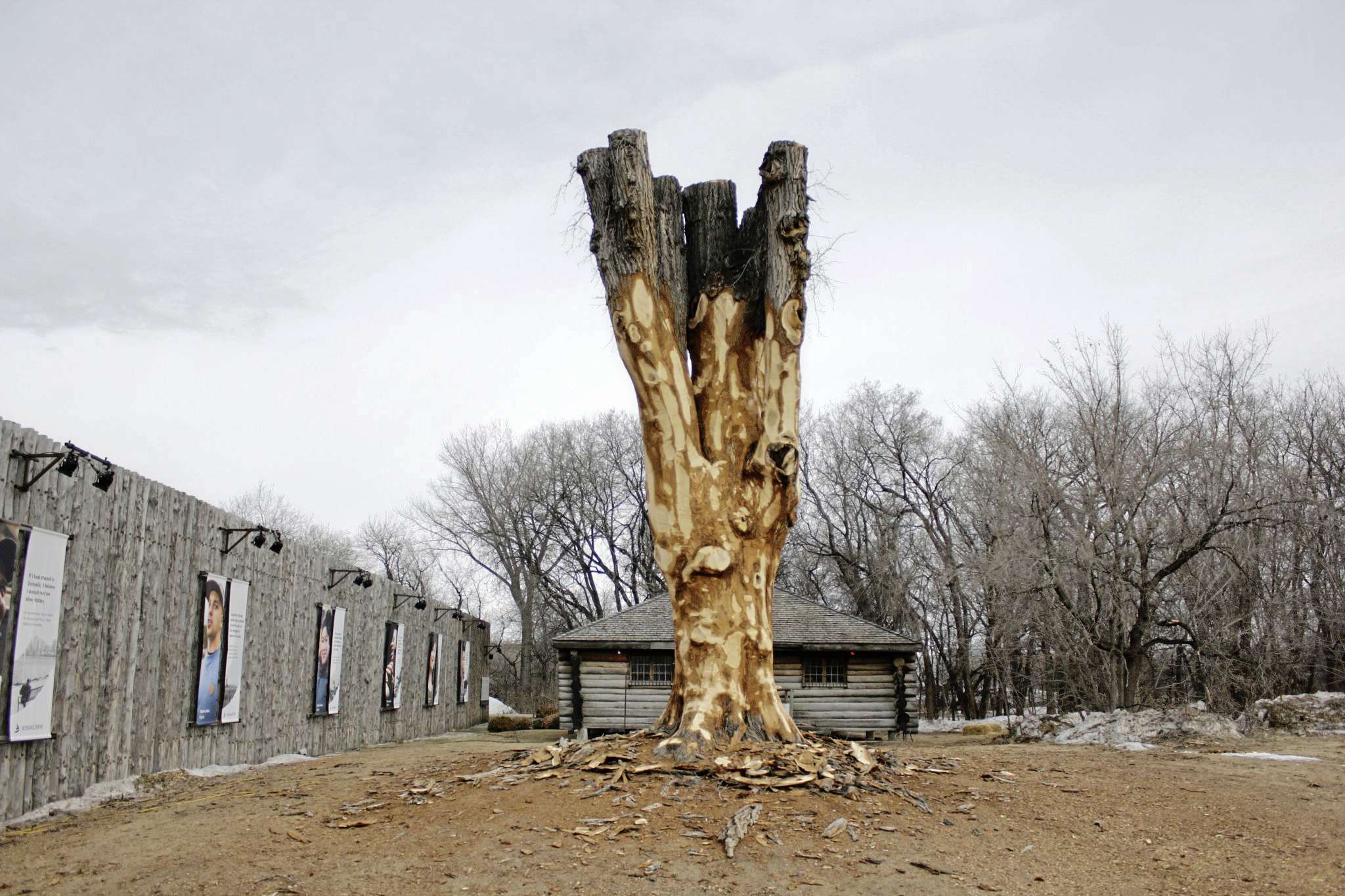 Rebirth in works for beloved tree – Our Communities