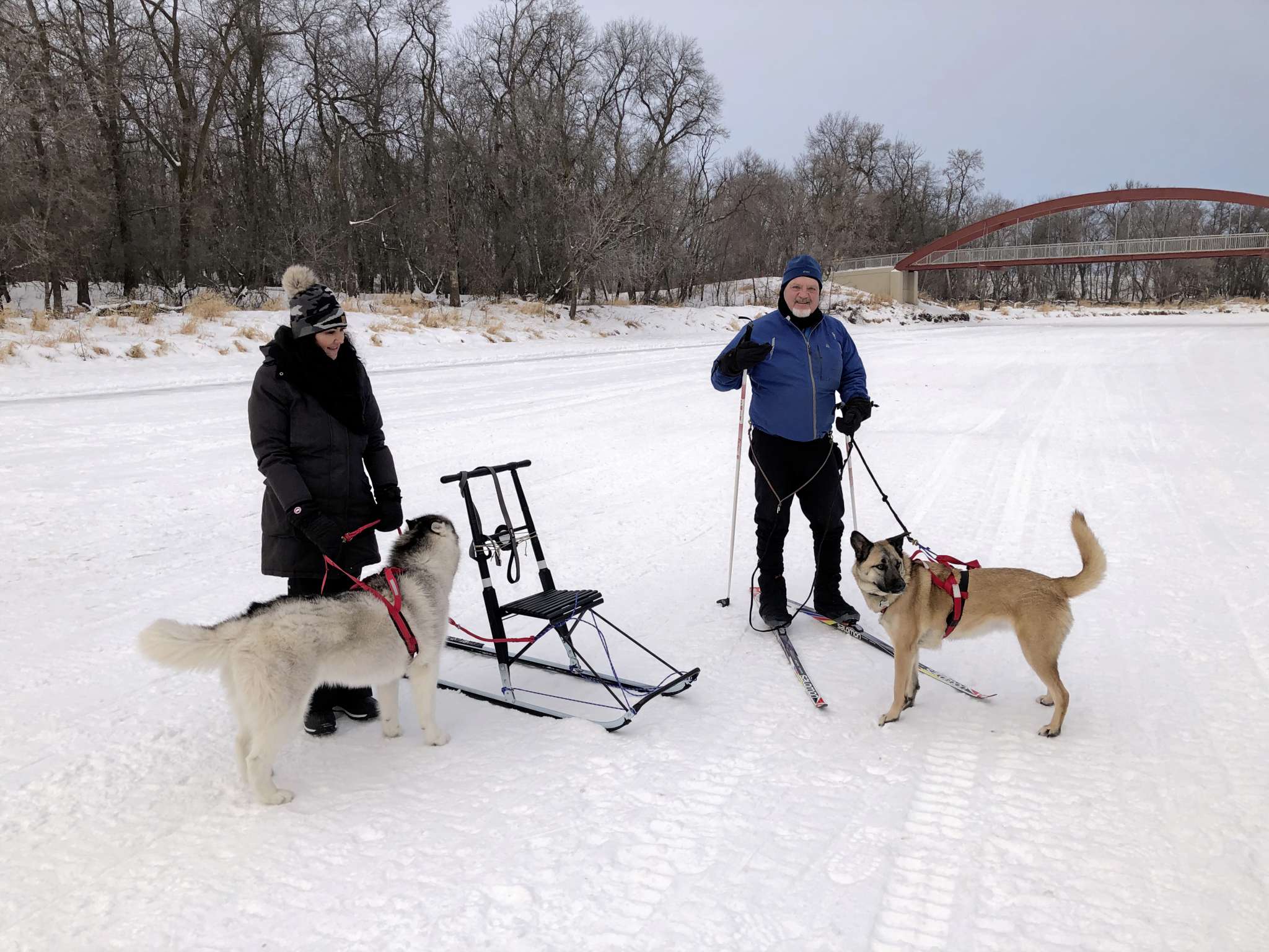 Snow dogs filmed for francophone TV show – Our Communities