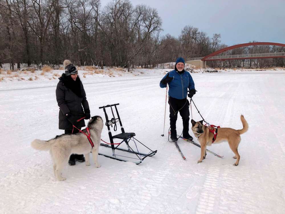 Snow dogs filmed for francophone TV show – Our Communities