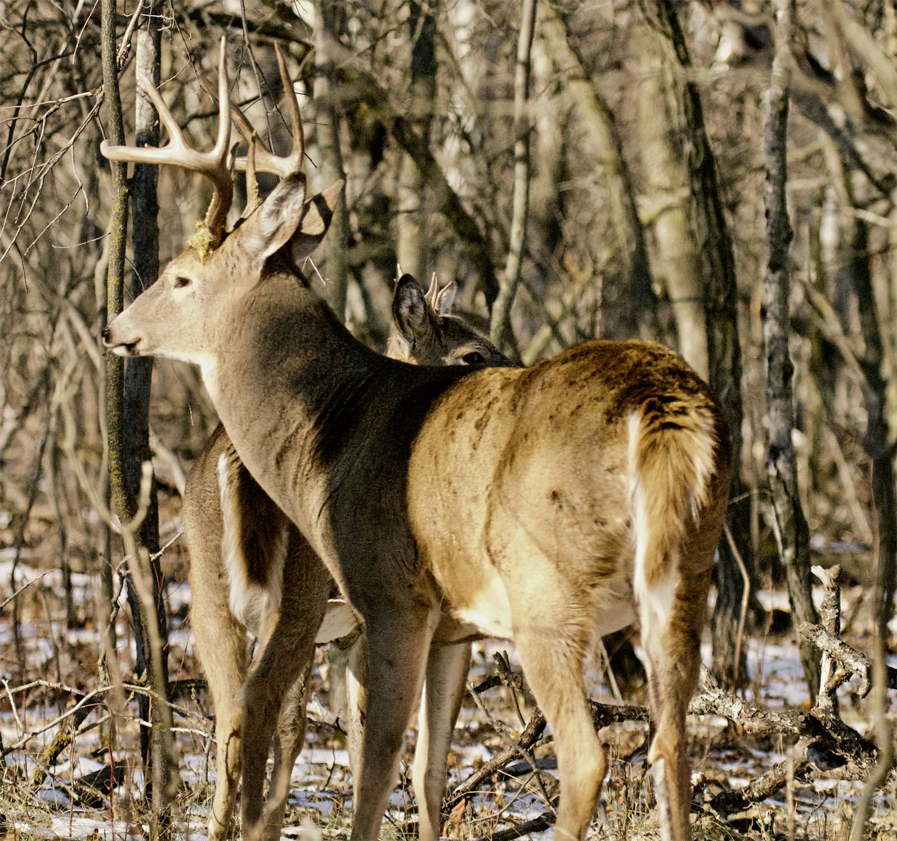 Exercise caution on roads during deer season – Our Communities