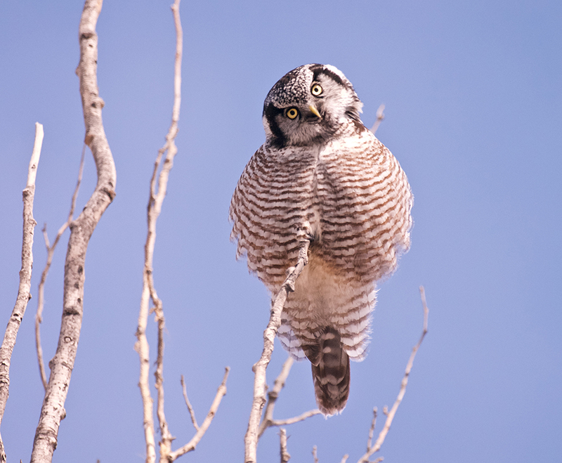 Whooo are you? – Our Communities