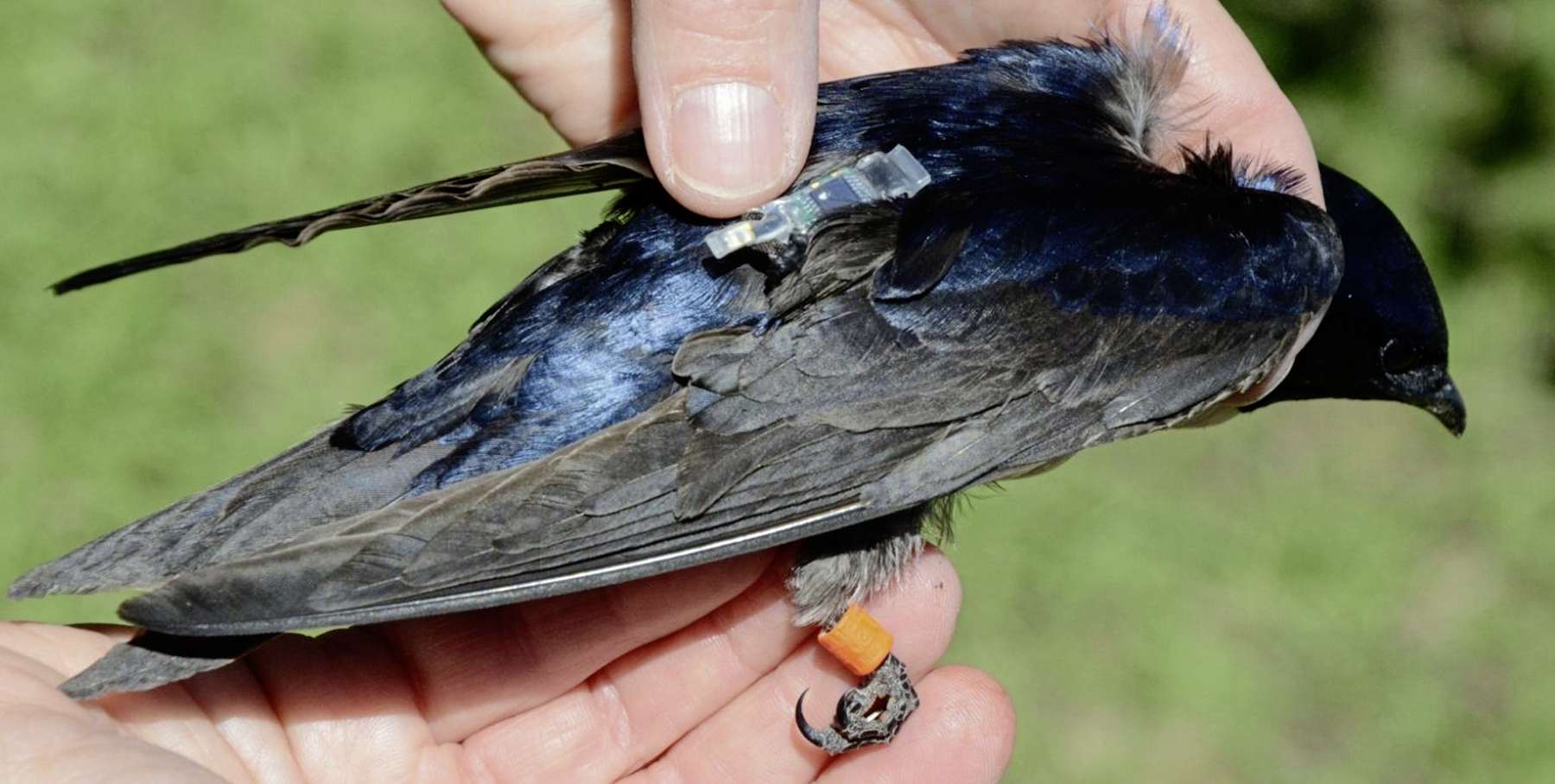 Early arrival dangerous for purple martins – Our Communities