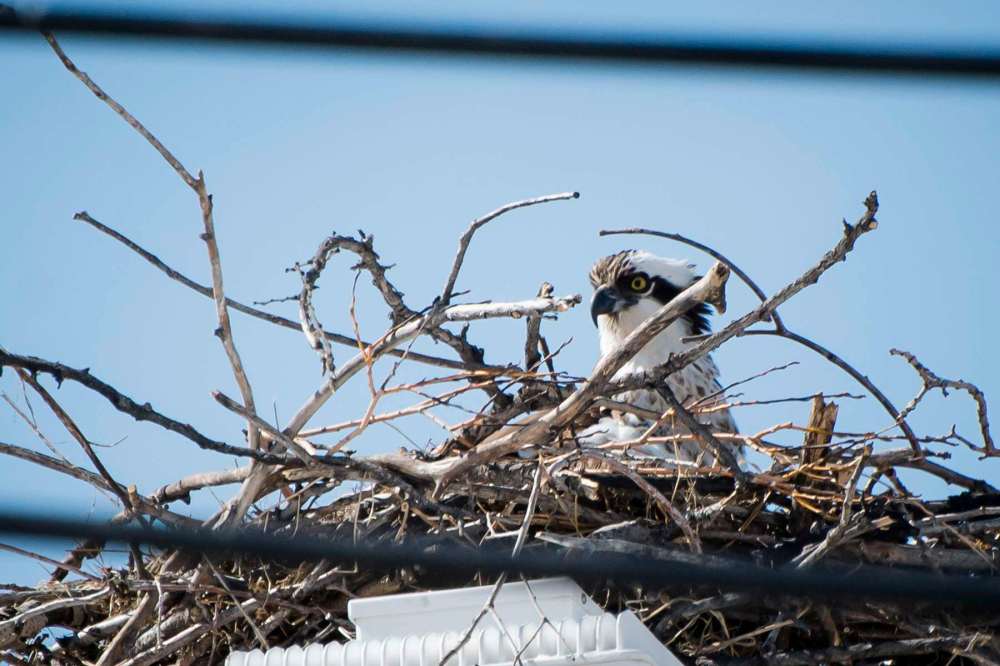 Ospreys nesting at Buffalo Place business – Our Communities