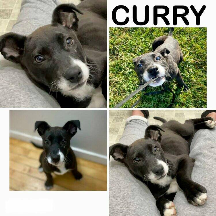 Let Curry spice up your life! – Our Communities