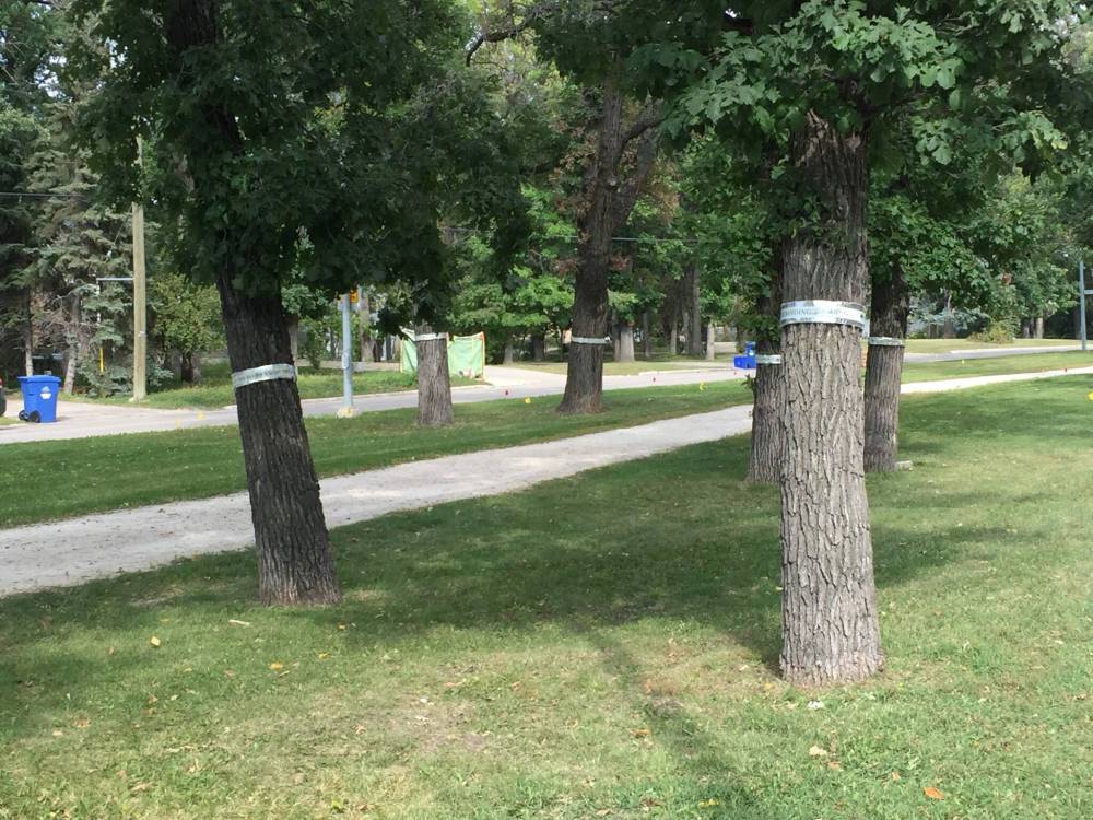 Protecting the trees in Elmwood – Our Communities