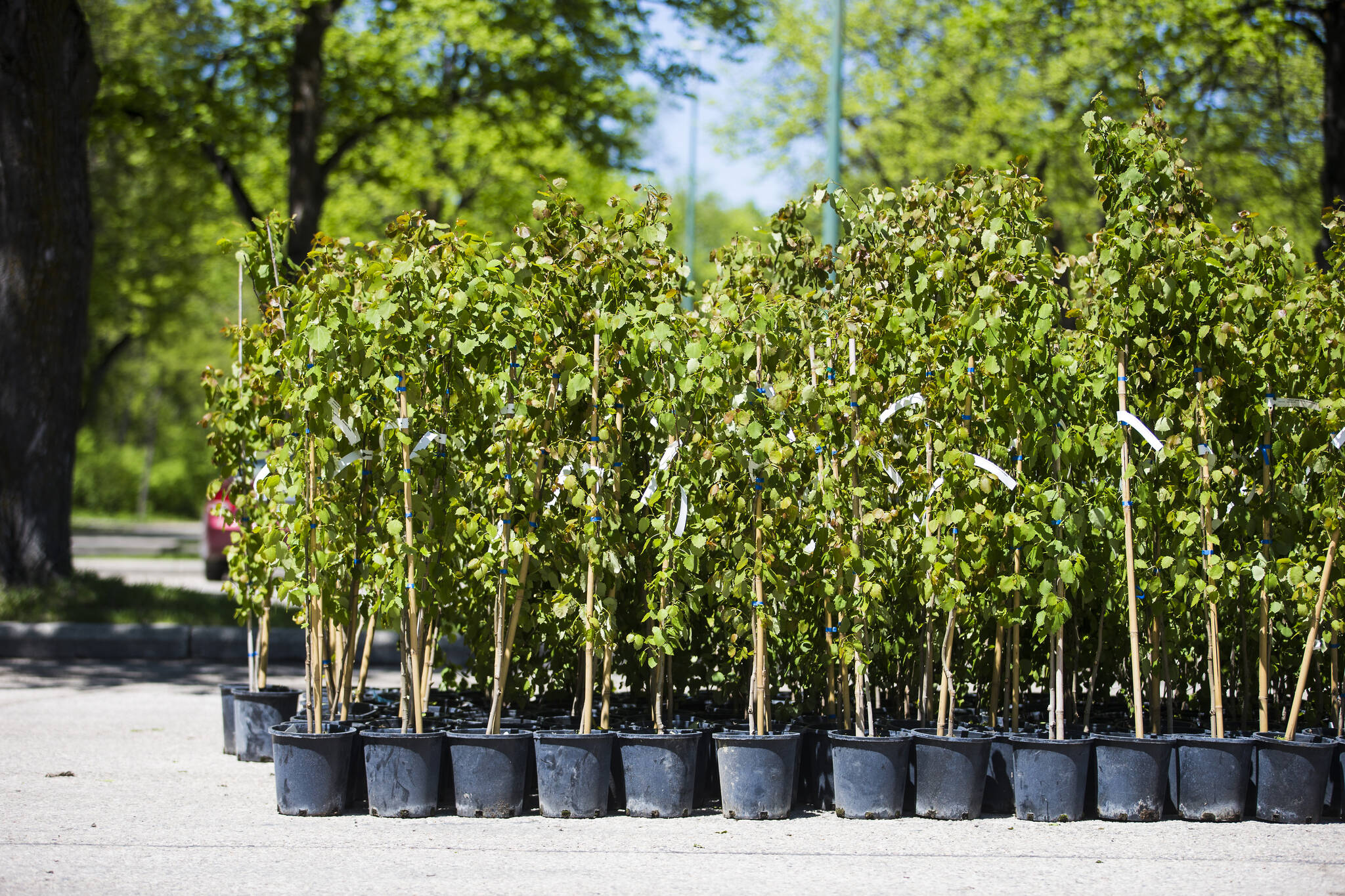 ReLeaf program up and running for the fall – Our Communities