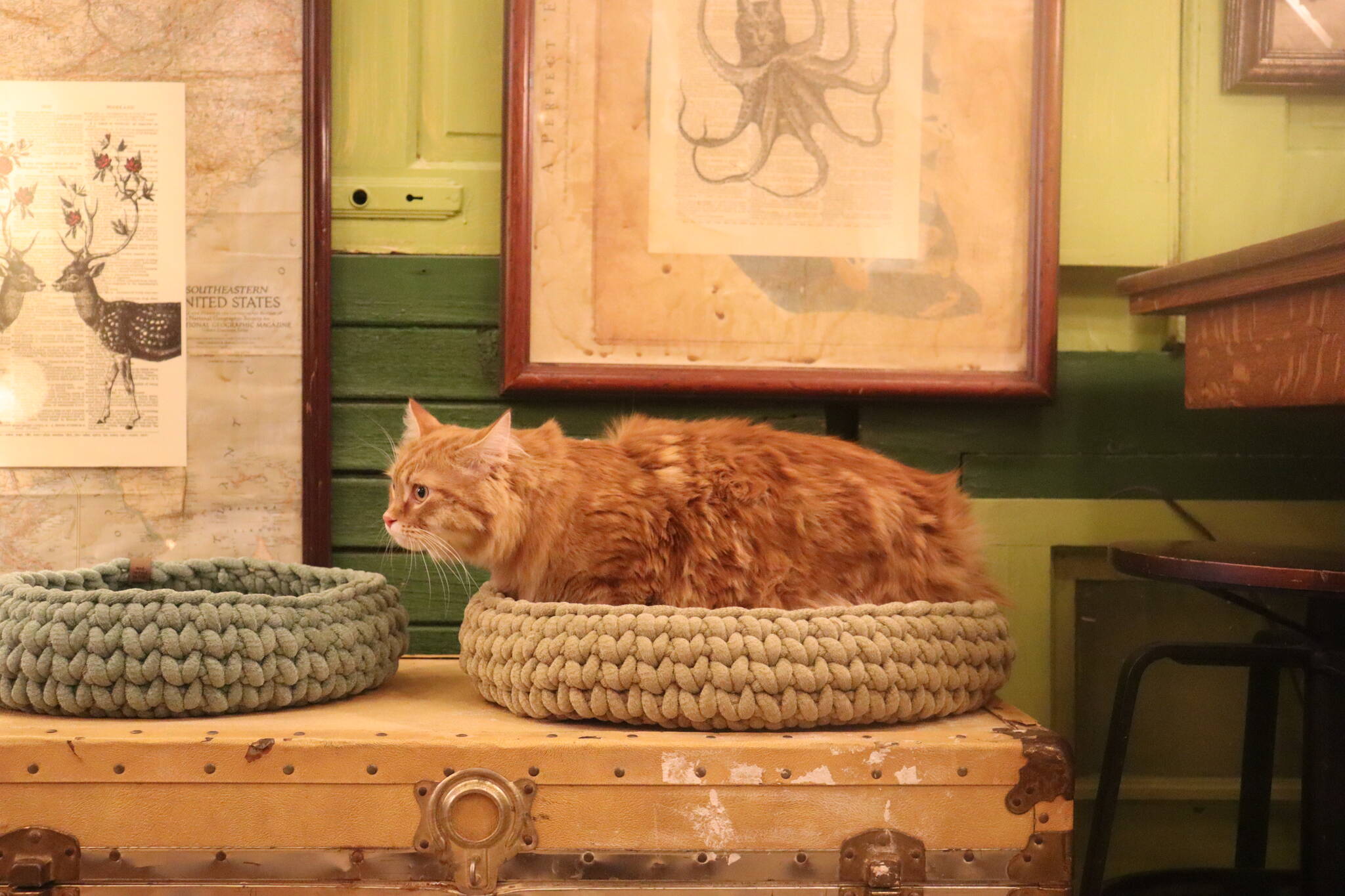 Cleocatra Cafe prowls onto Portage – Our Communities