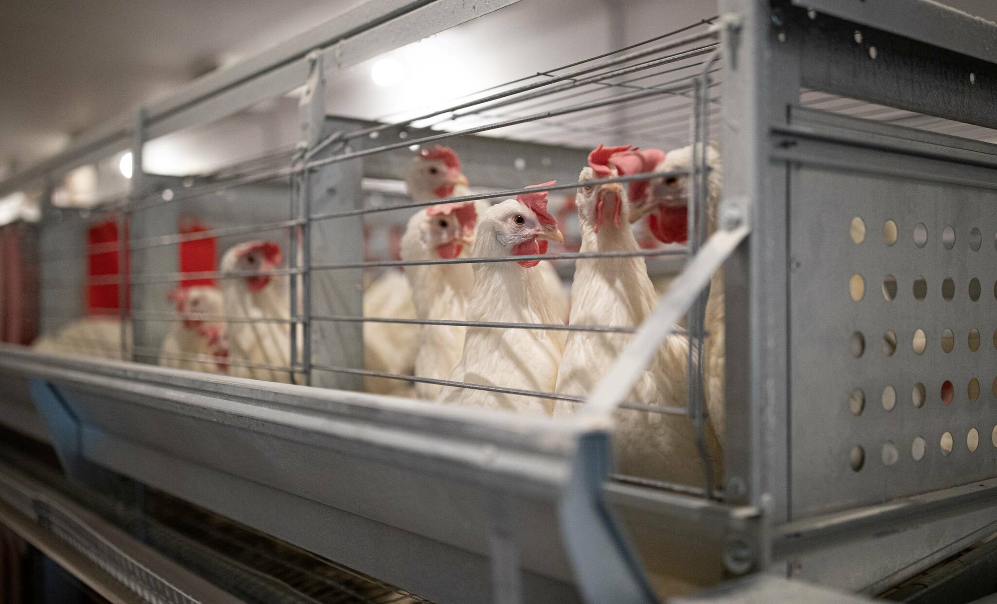 A look inside the egg industry’s shell – Our Communities