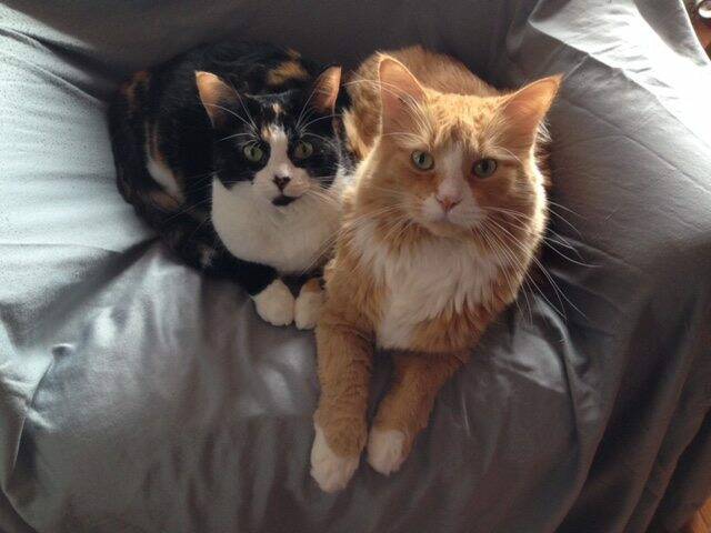 Preparing to move with cats – Our Communities