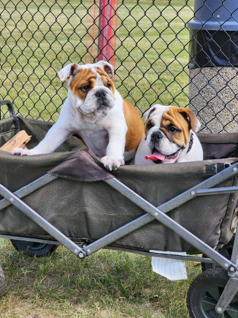 New off-leash dog park open in East St. Paul – Our Communities