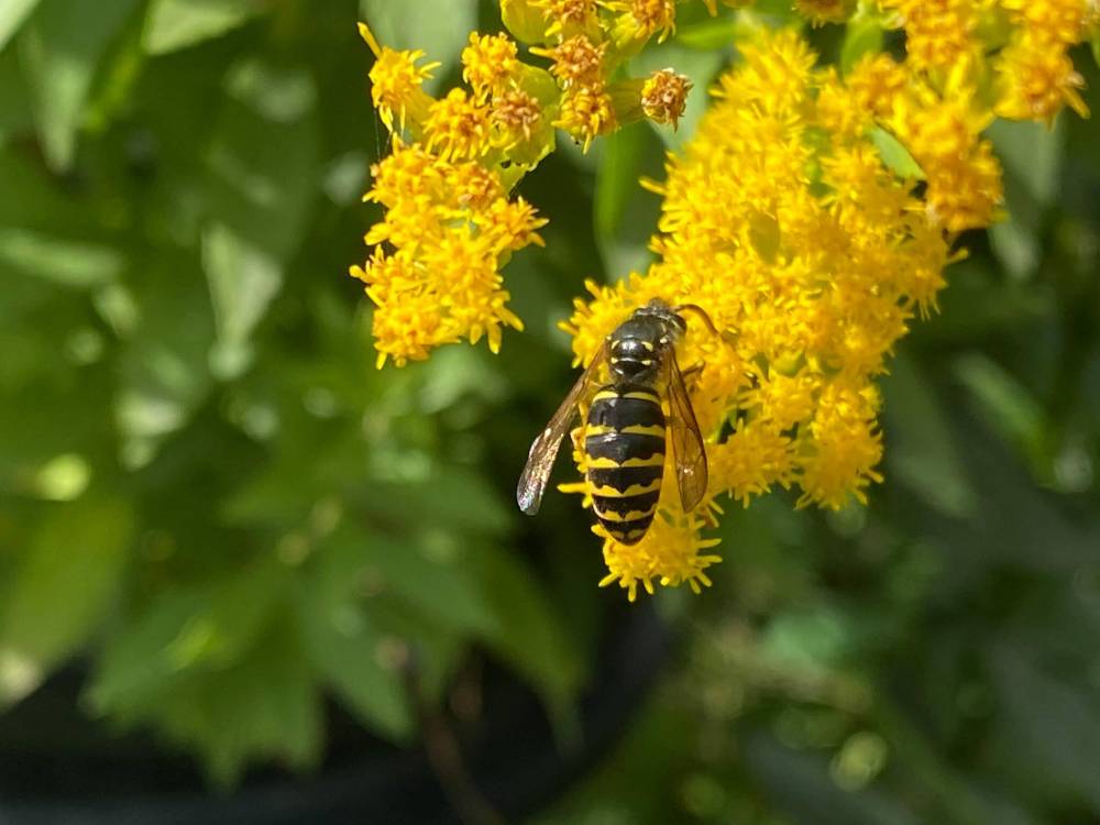 Learning to live with wasps – Our Communities