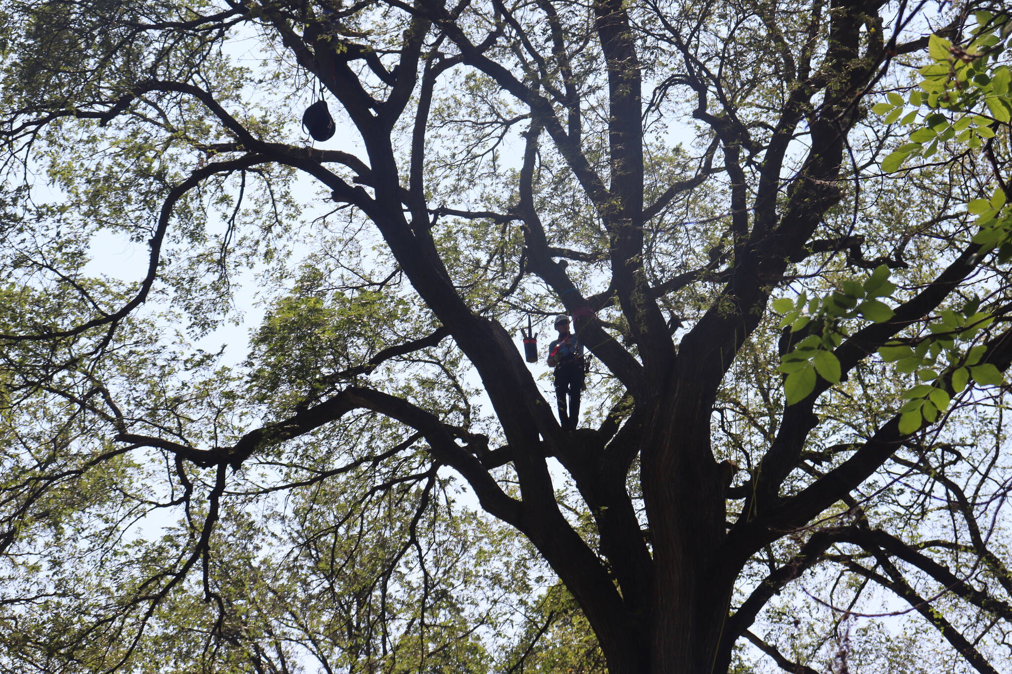 Professional tree climbing competition is far from child’s play – Our ...