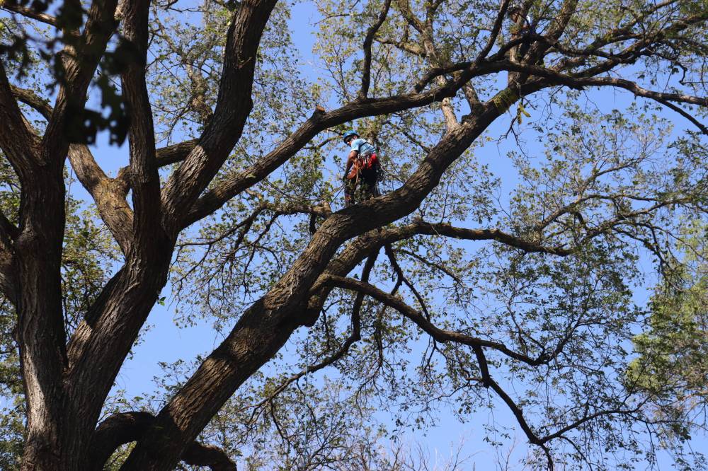 Professional tree climbing competition is far from child’s play – Our ...