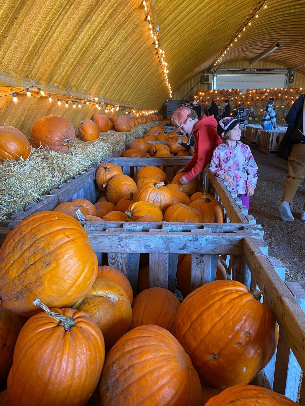 Autumnal fun at A Maze in Corn – Our Communities