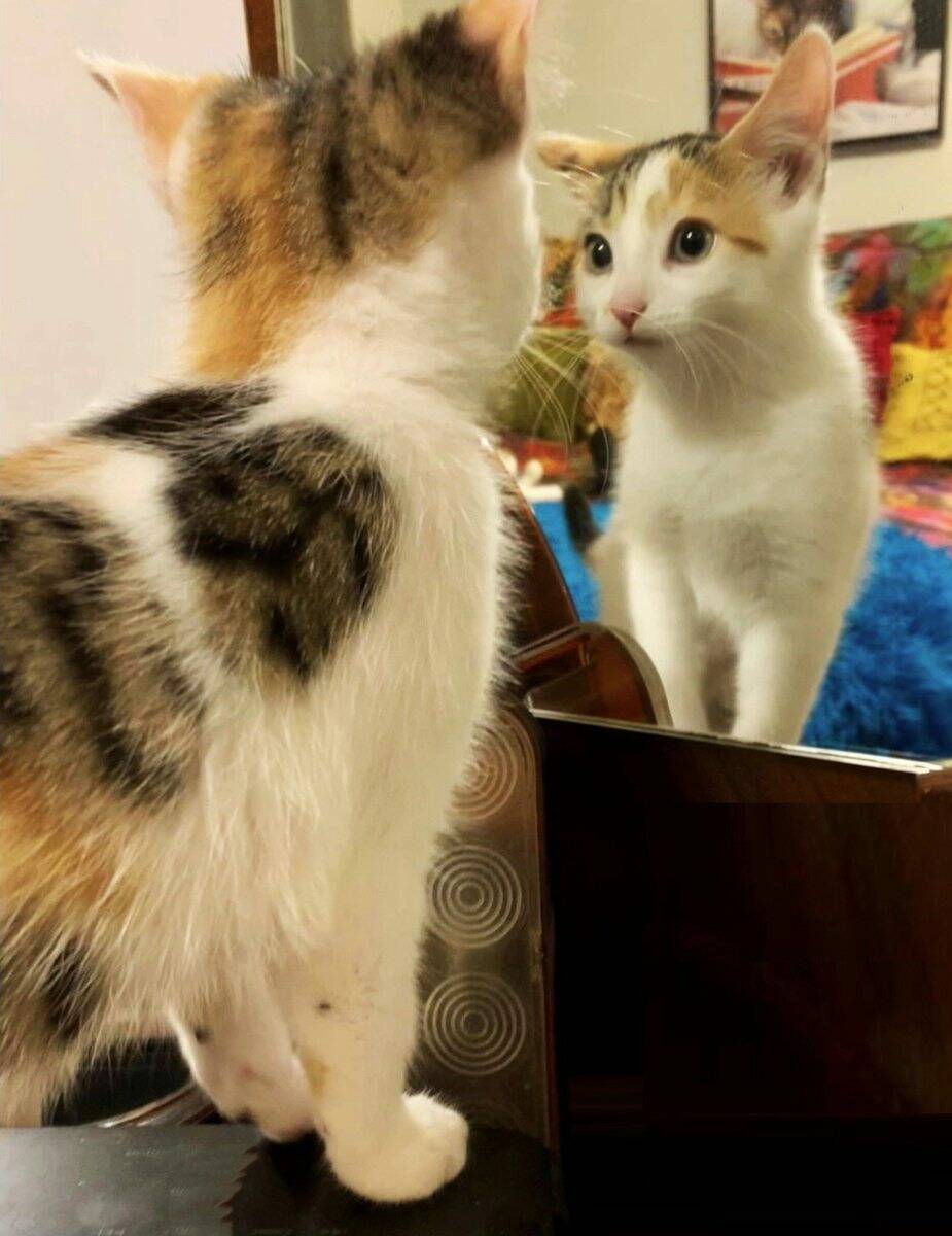 Lovable pets looking for new homes – Our Communities