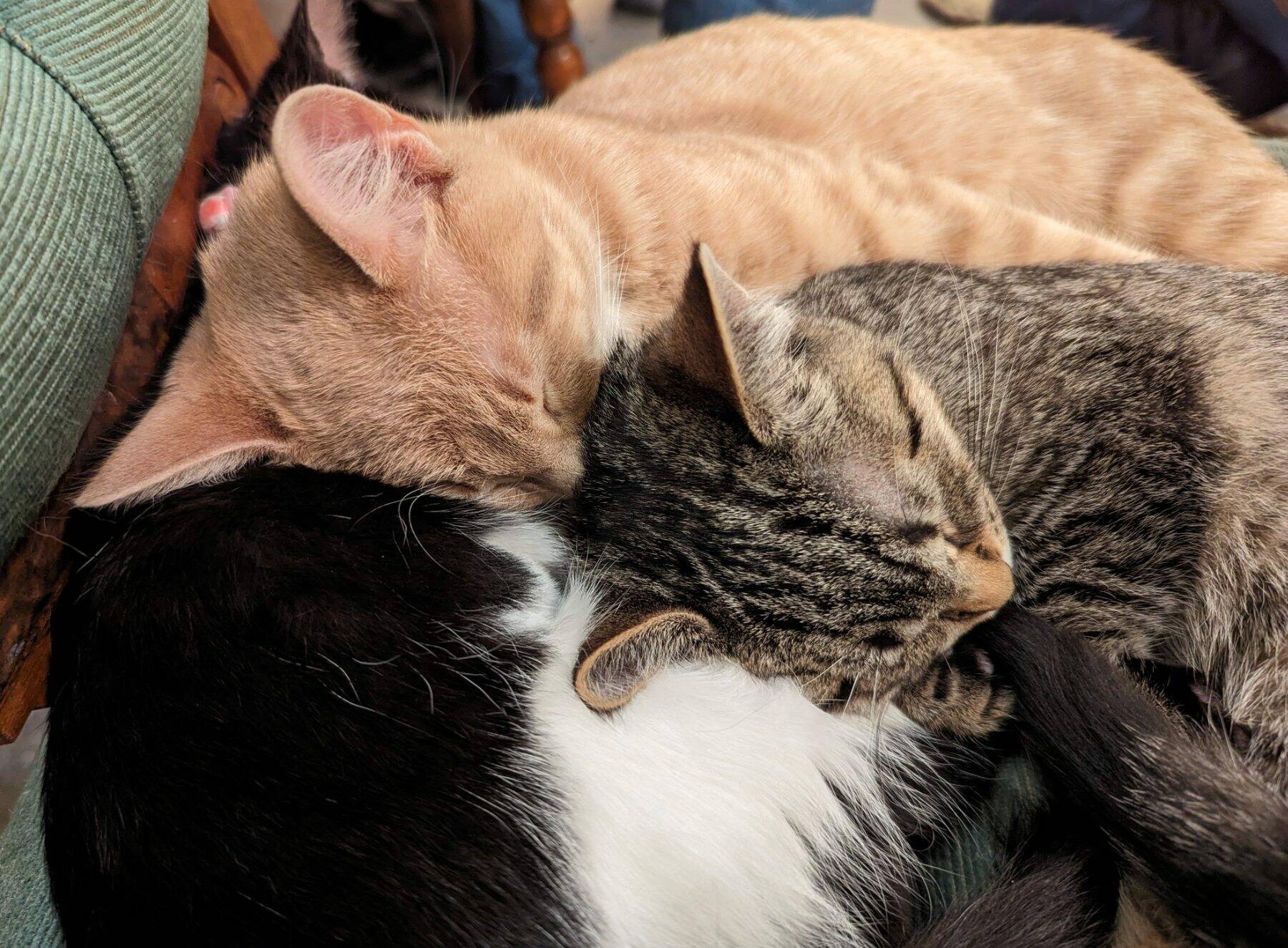 Cats Manitoba aims to help local rescues – Our Communities