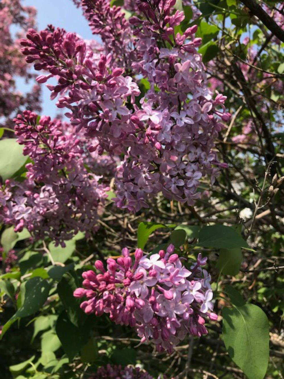 The miracle of spring – Our Communities