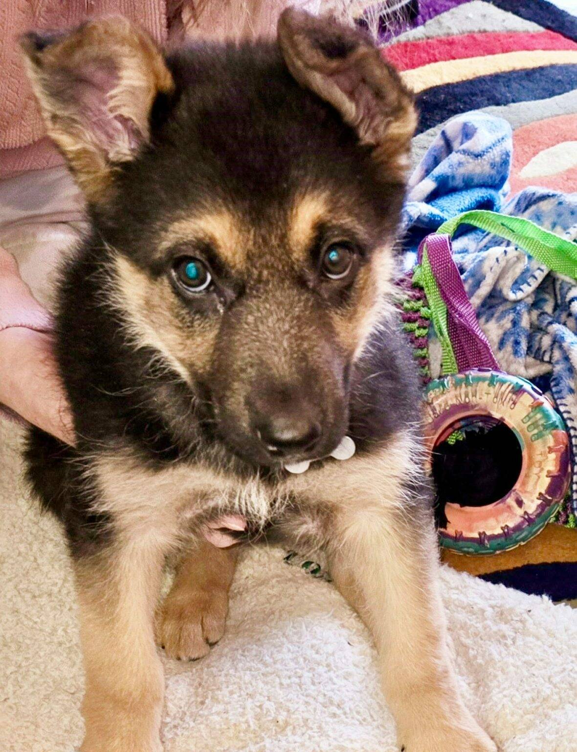 Lively young lad seeks his furever home – Our Communities