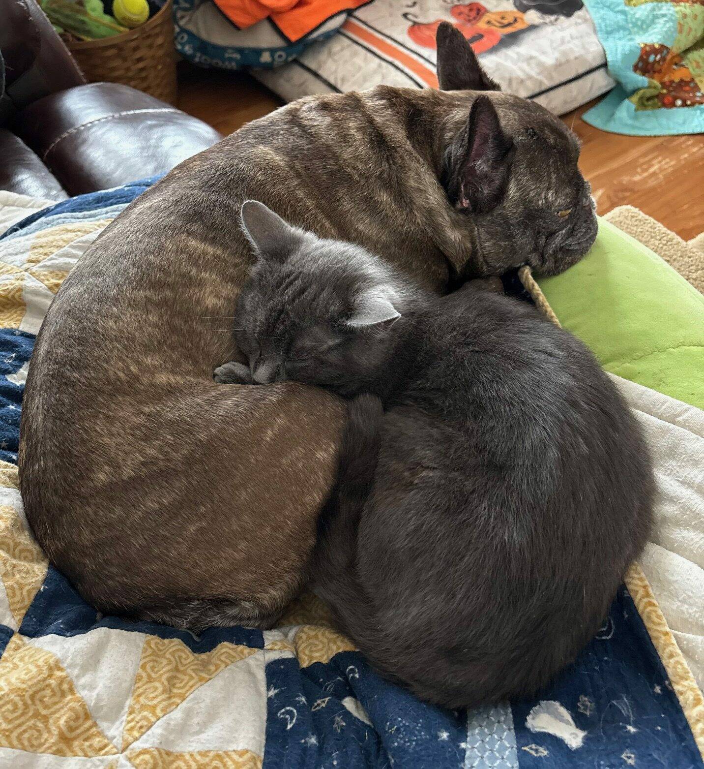 A case study in pet integration – Our Communities