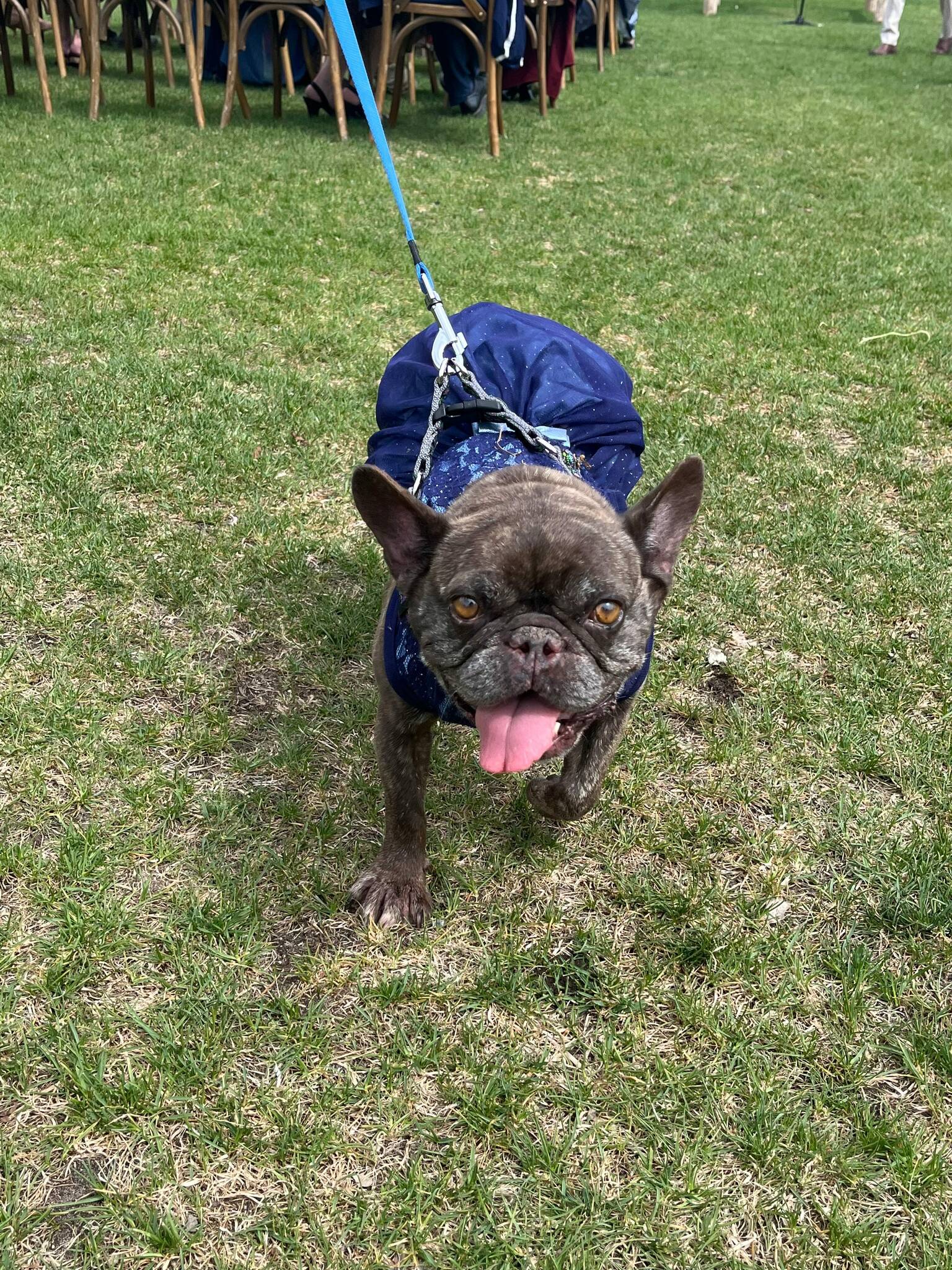 Leia, the flower dog – Our Communities