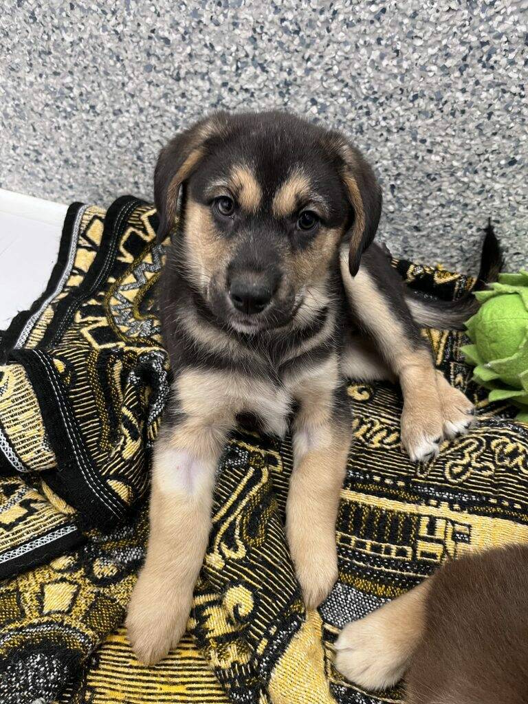 Two adorable pets looking for forever homes – Our Communities