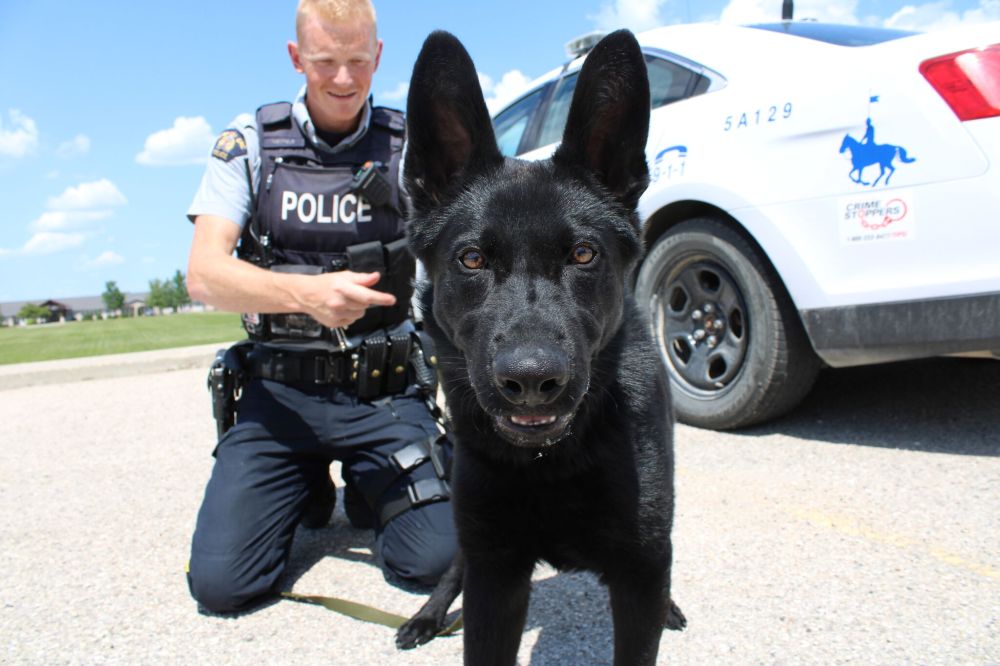 It’s a dog’s life in the RCMP – The Carillon
